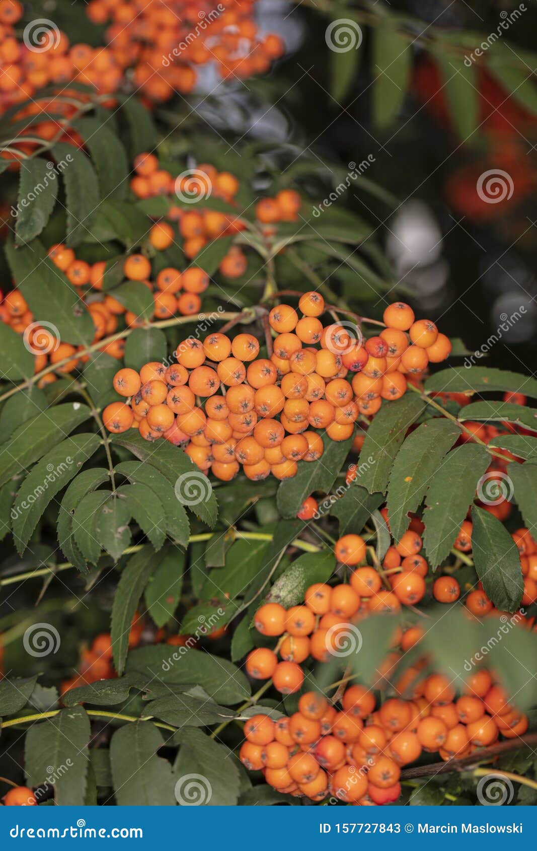 Bunch of shapely red rowan stock image. Image of rowan - 157727843