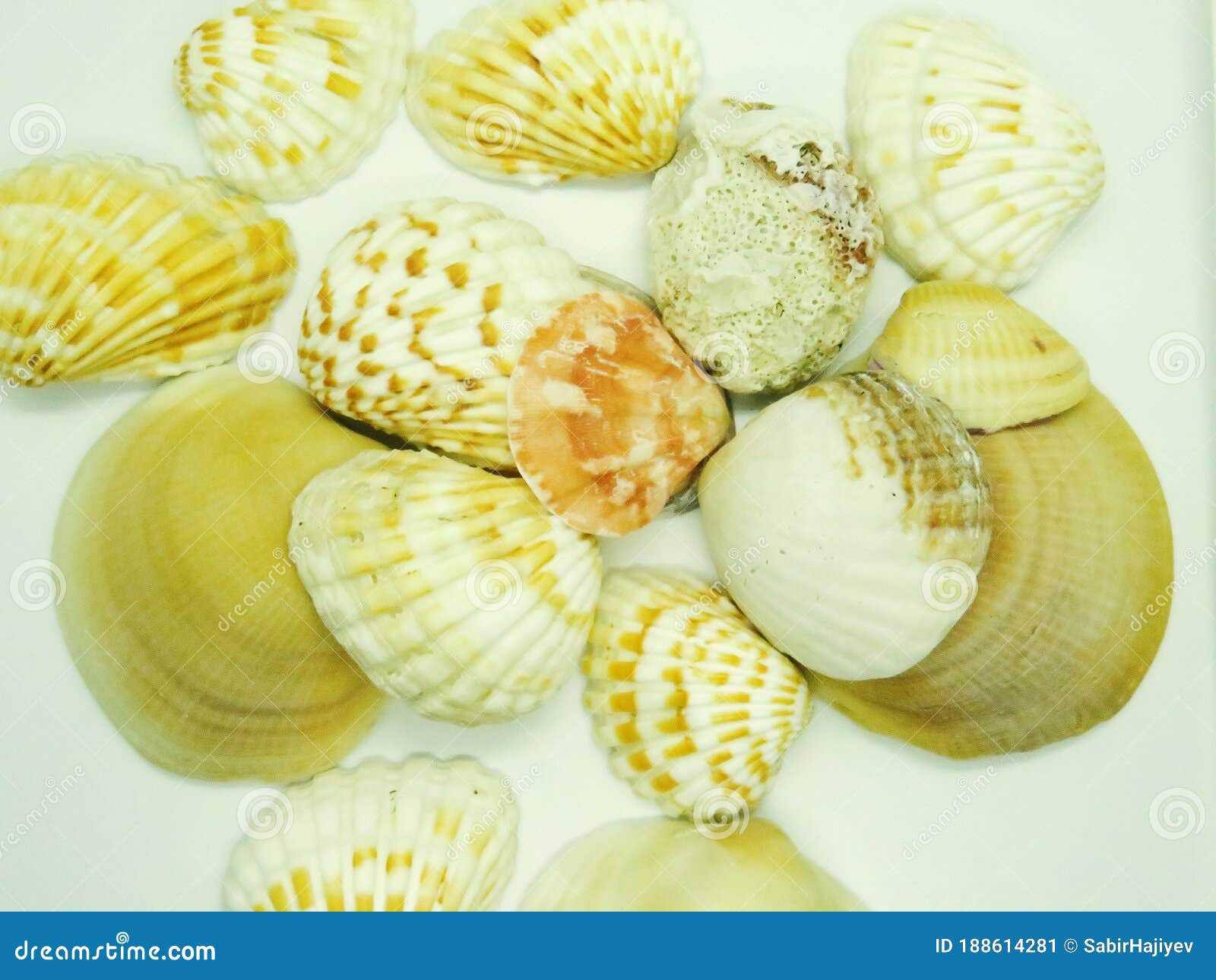 A Bunch of Sea Shells Isolated. Stock Image - Image of color, exotic ...