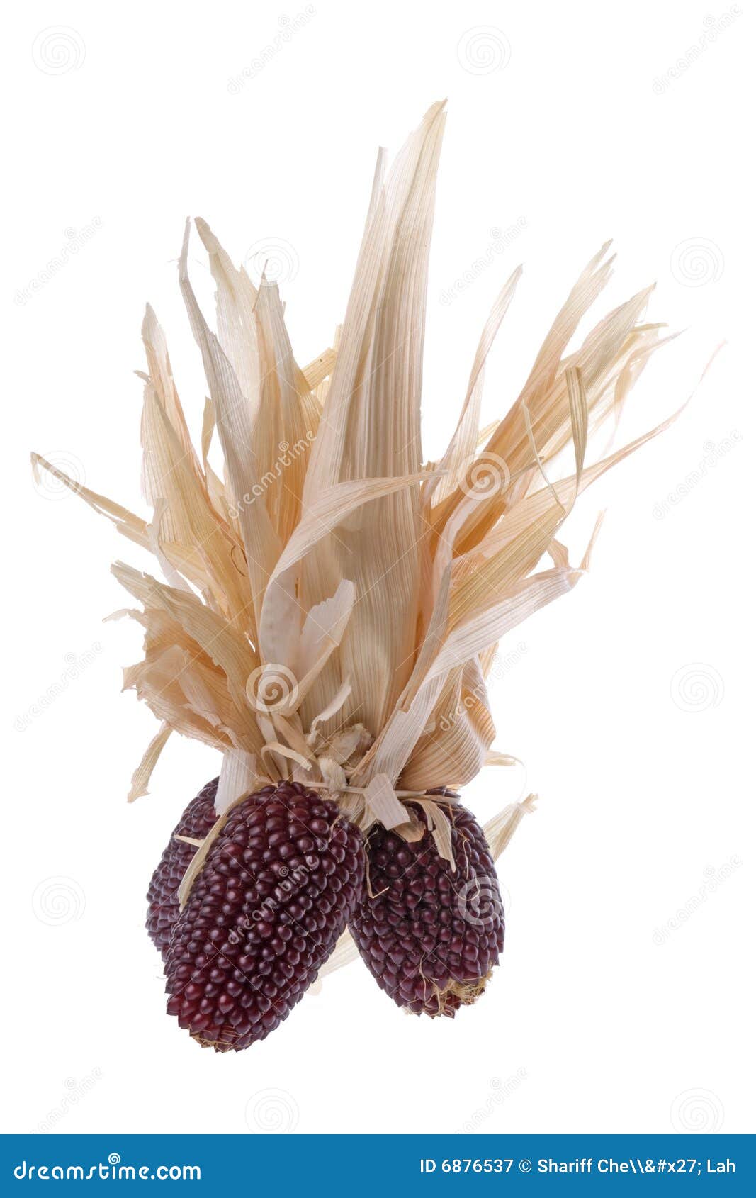 Bunch of short Indian Corn stock image. Image of decoration - 6876537