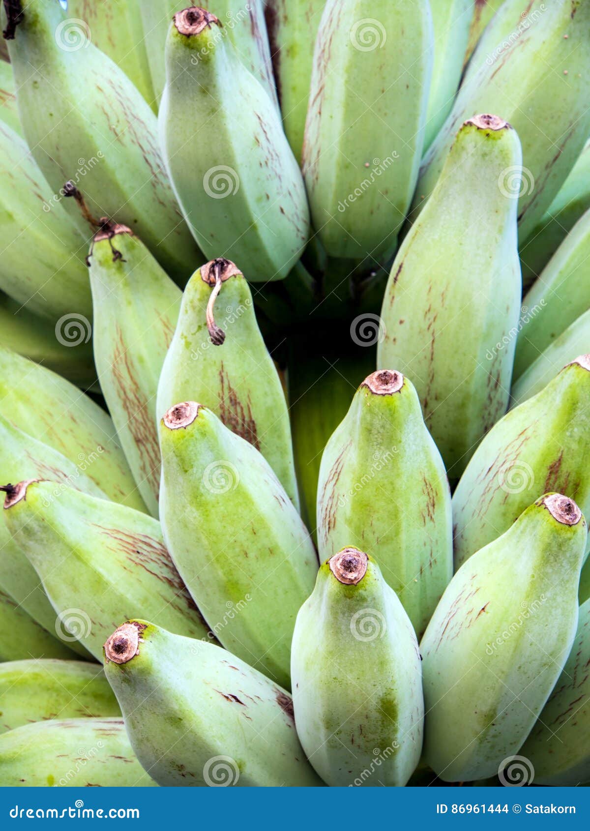 Bunch of Silver Bluggoe on a Banana Tree Stock Photo - Image of banana ...