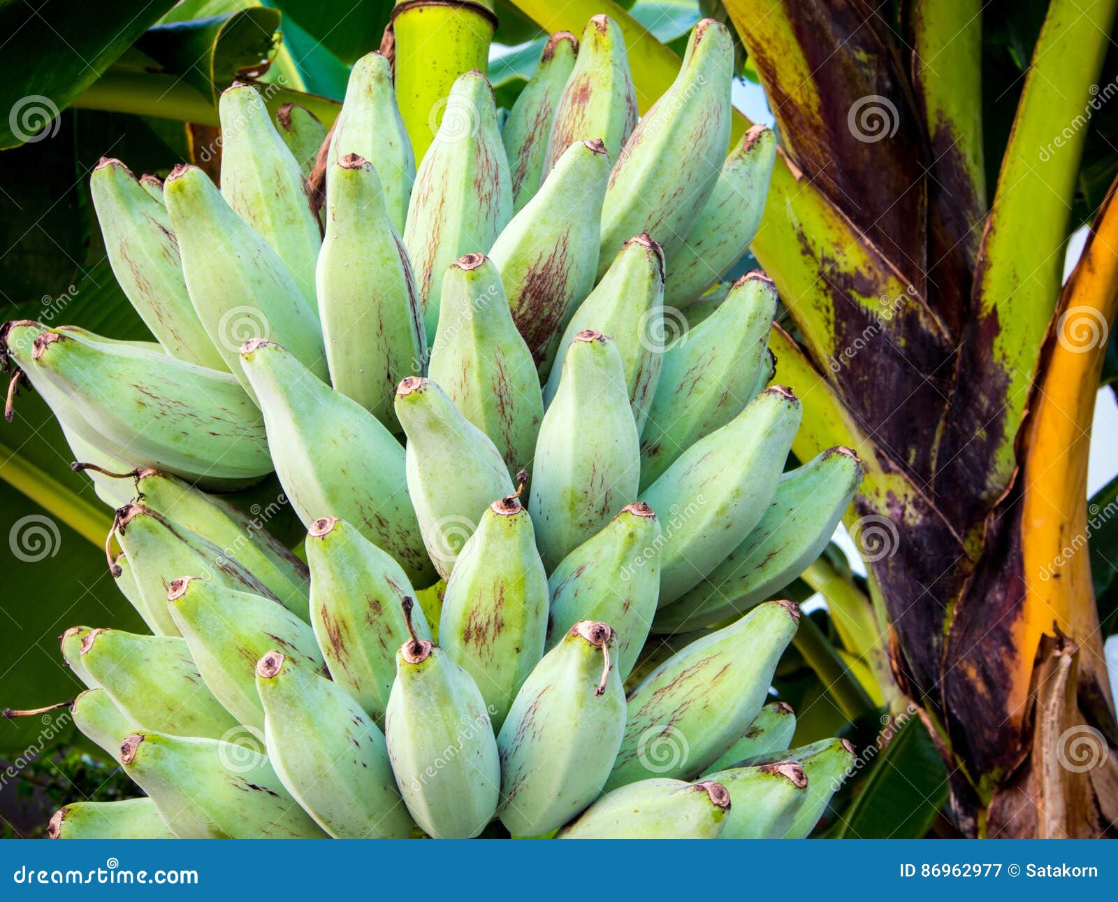 Bunch of Silver Bluggoe on a Banana Tree Stock Image - Image of green ...