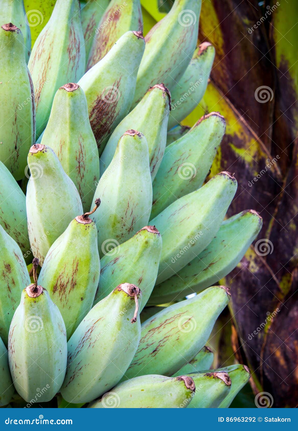 Bunch of Silver Bluggoe on a Banana Tree Stock Photo - Image of growth ...
