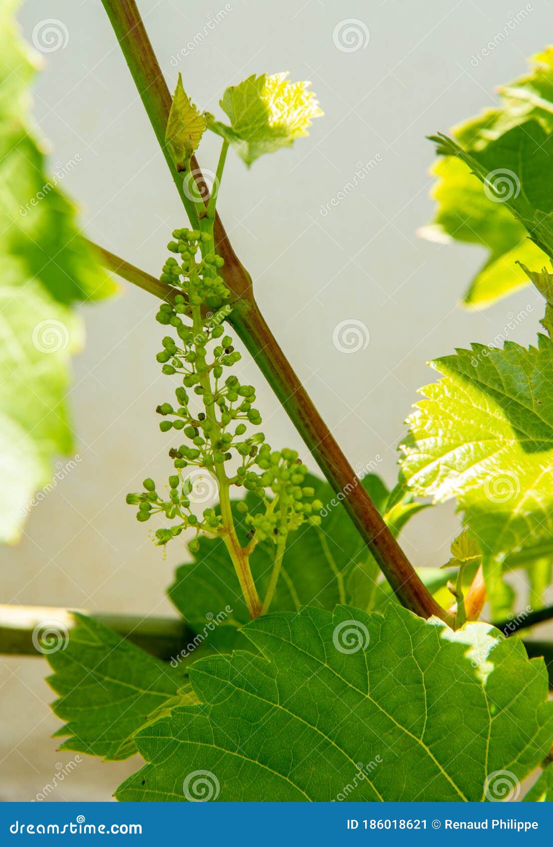Bunch of small grapes stock image. Image of vino, beverages - 186018621