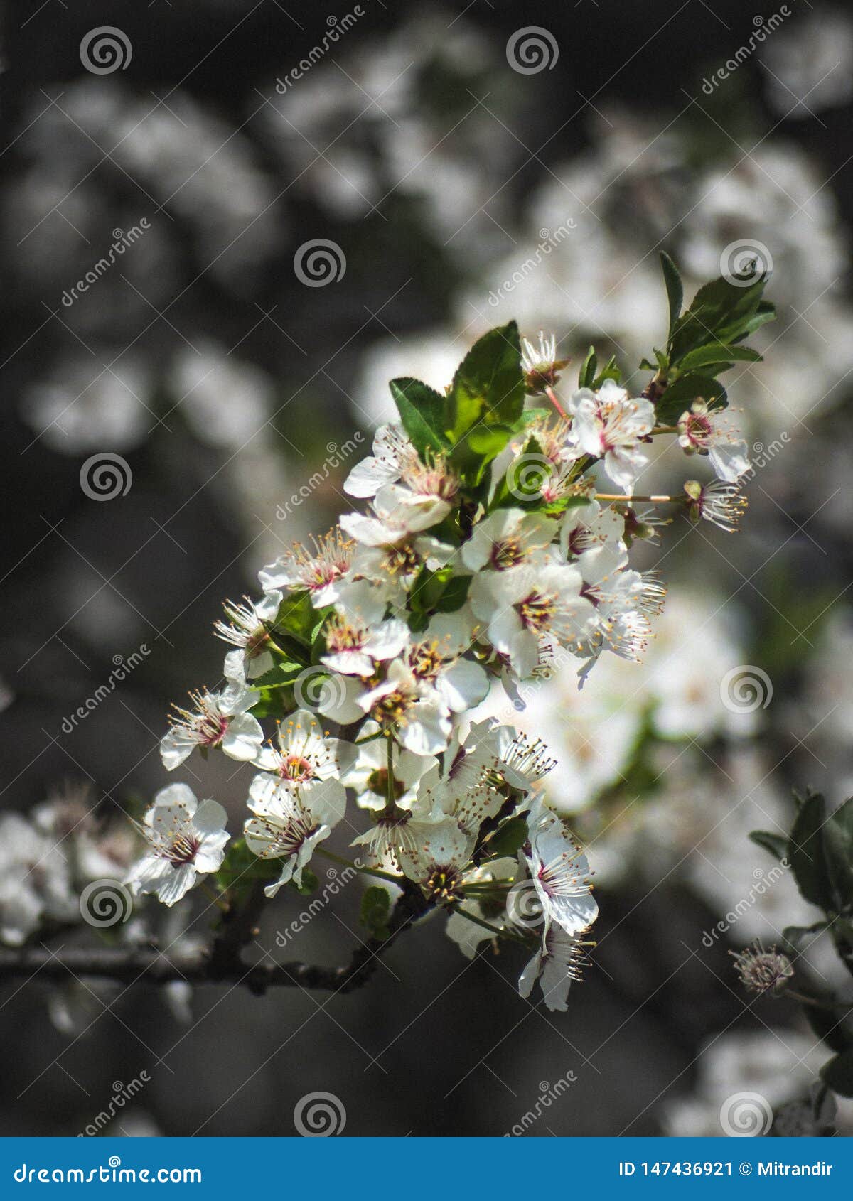 Bunch of Small White Flowers Clumped Together on a Branch Stock Image ...
