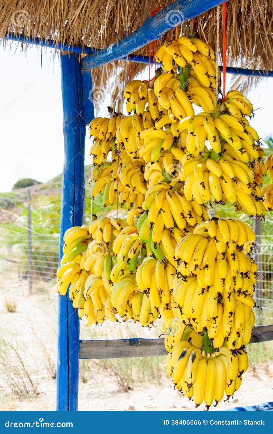 Bunch of Small Yellow Bananas for Sale Stock Photo - Image of stack ...