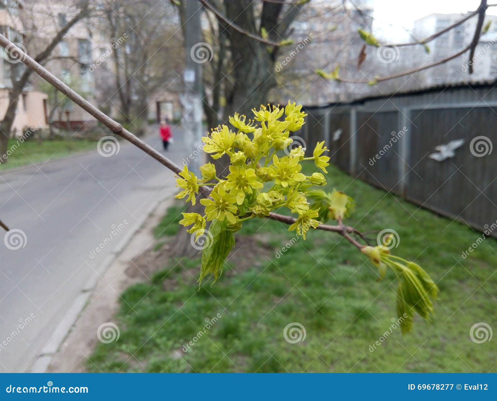A Bunch of Small Yellow Flowers on a Tree Branch Stock Image - Image of ...