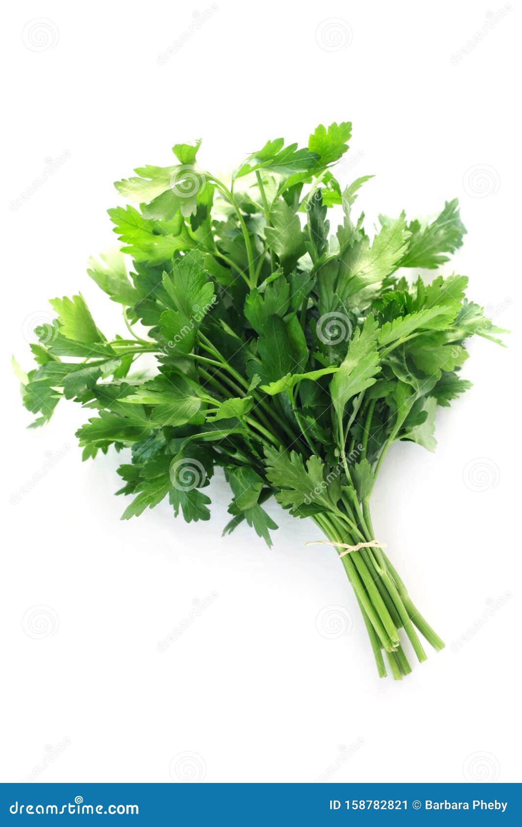 Parsley stock image. Image of flavour, fresh, smooth - 158782821