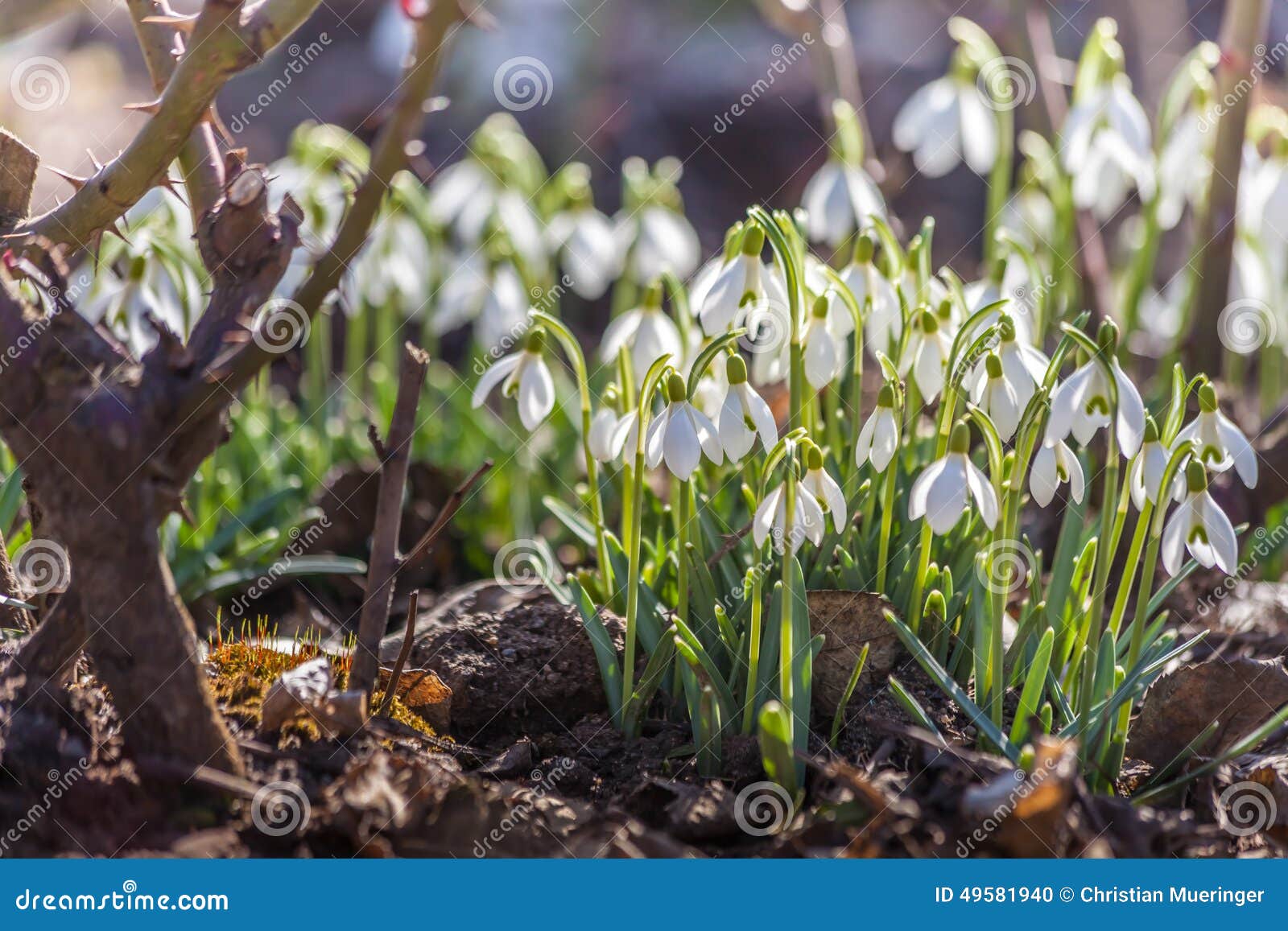 Bunch of snowdrops stock photo. Image of bloomers, blooms - 49581940