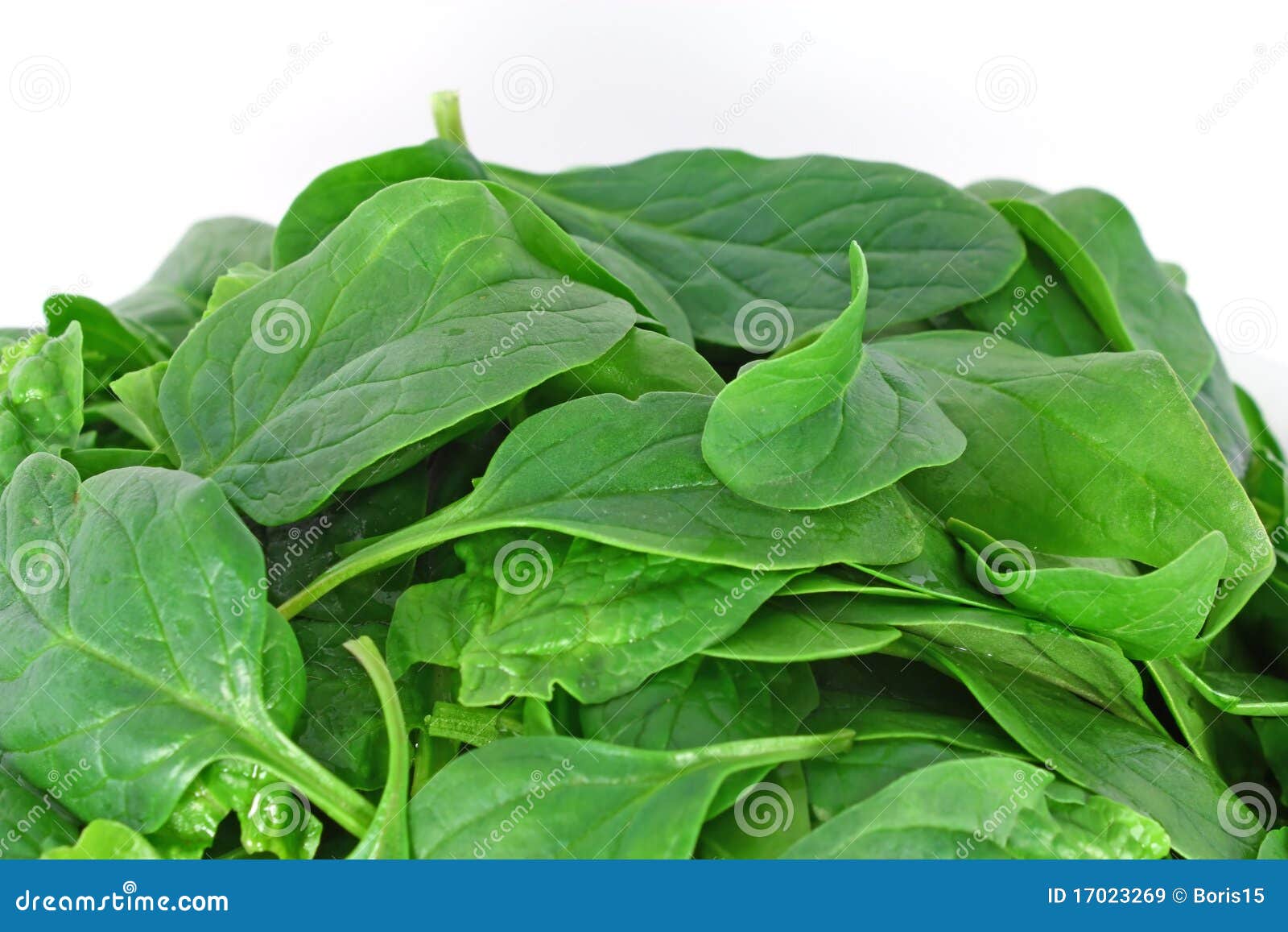 Bunch of spinach stock image. Image of spinach, fresh - 17023269