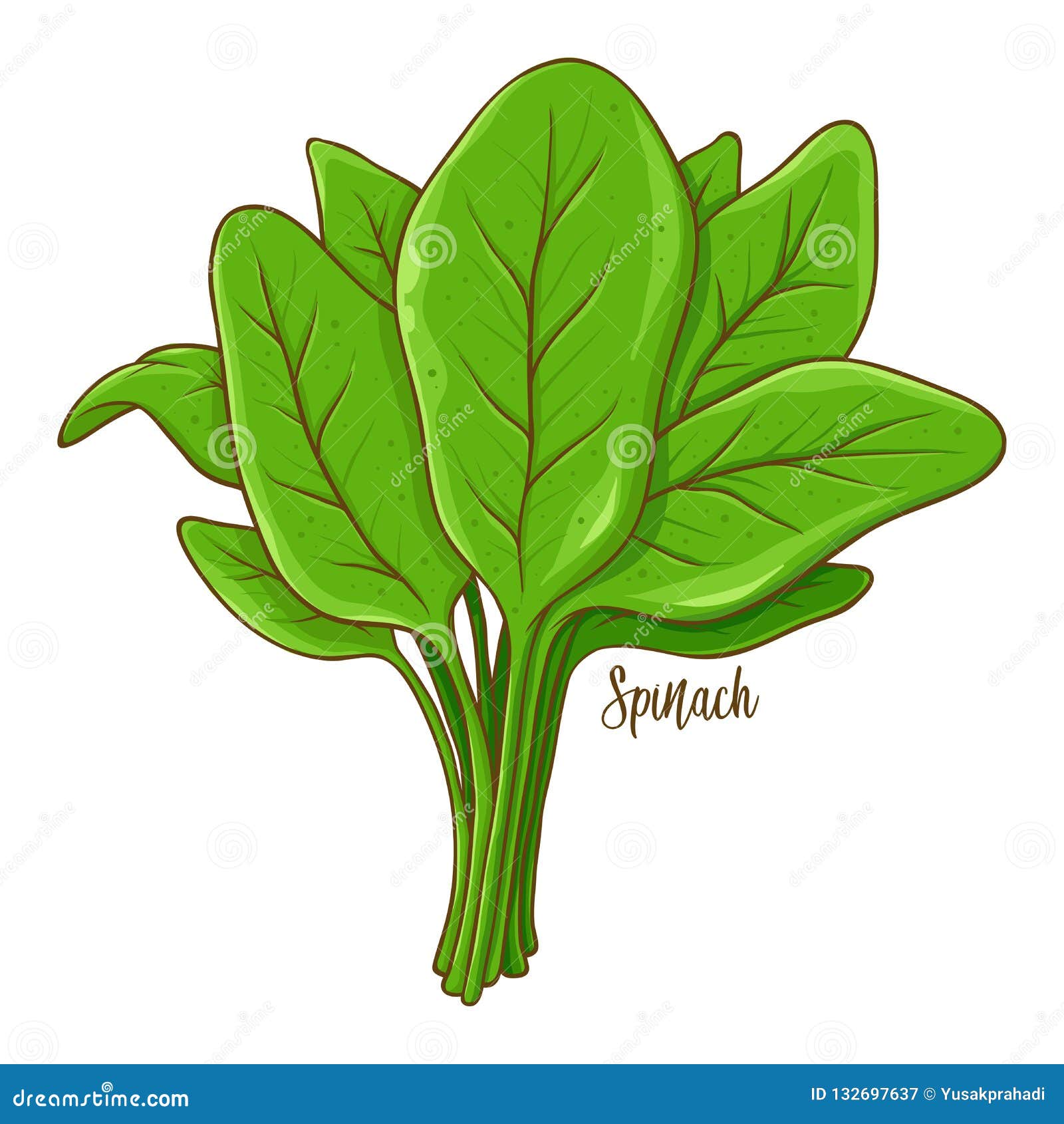 Bunch Of Spinach Vegetable Hand Drawing Stock Vector Illustration Of