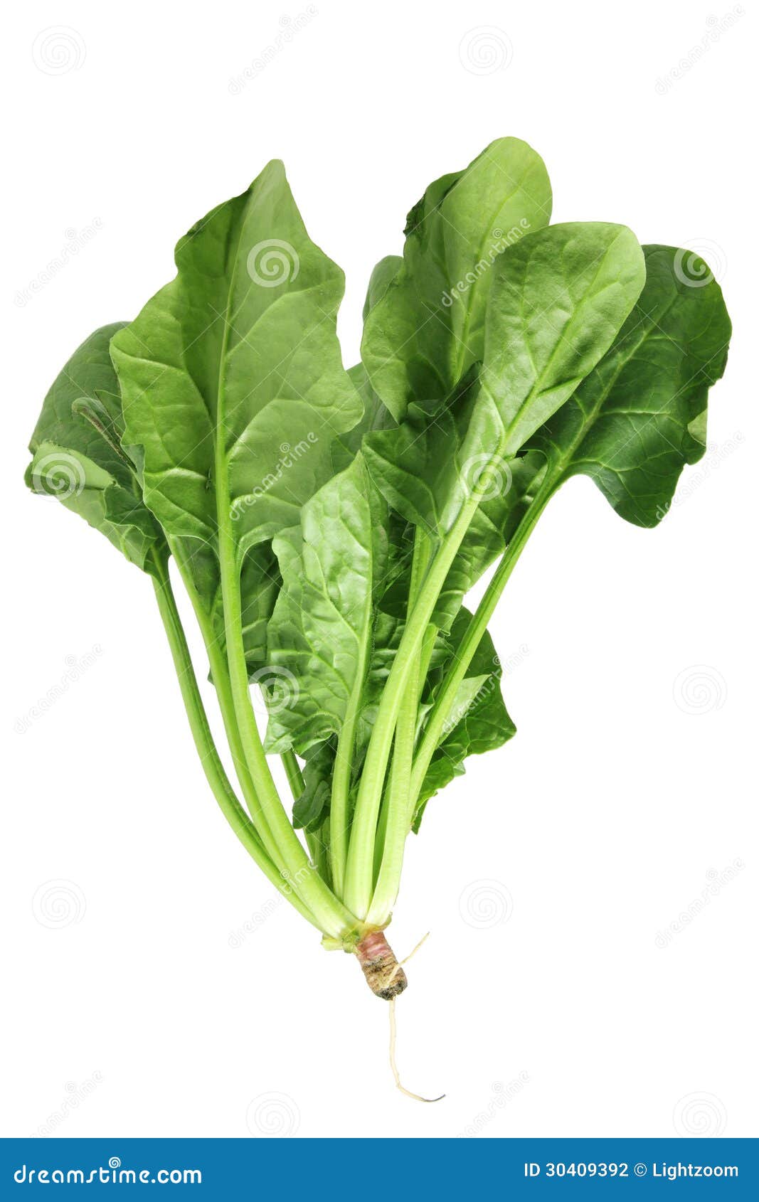 Bunch of Spinach stock photo. Image of vertical, ingredient - 30409392