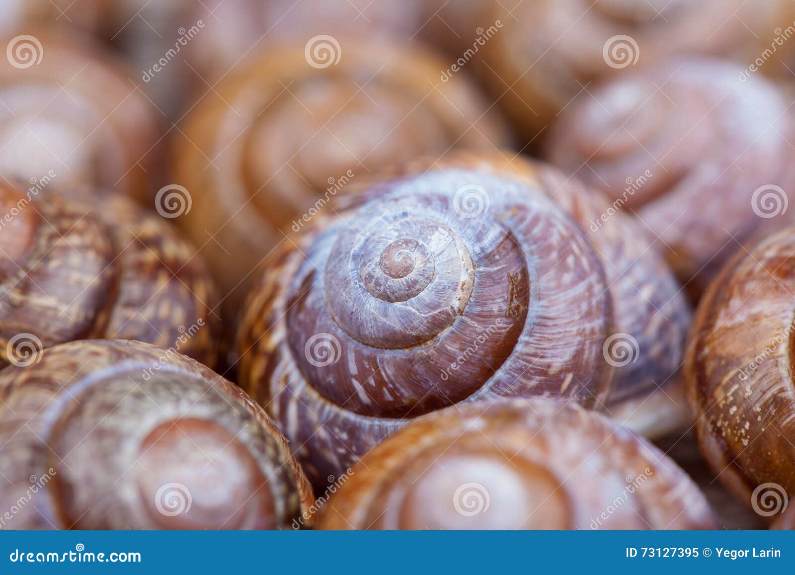 Bunch of Spiral Snails Shells. Abstract Shapes. Selective Focus Photo ...