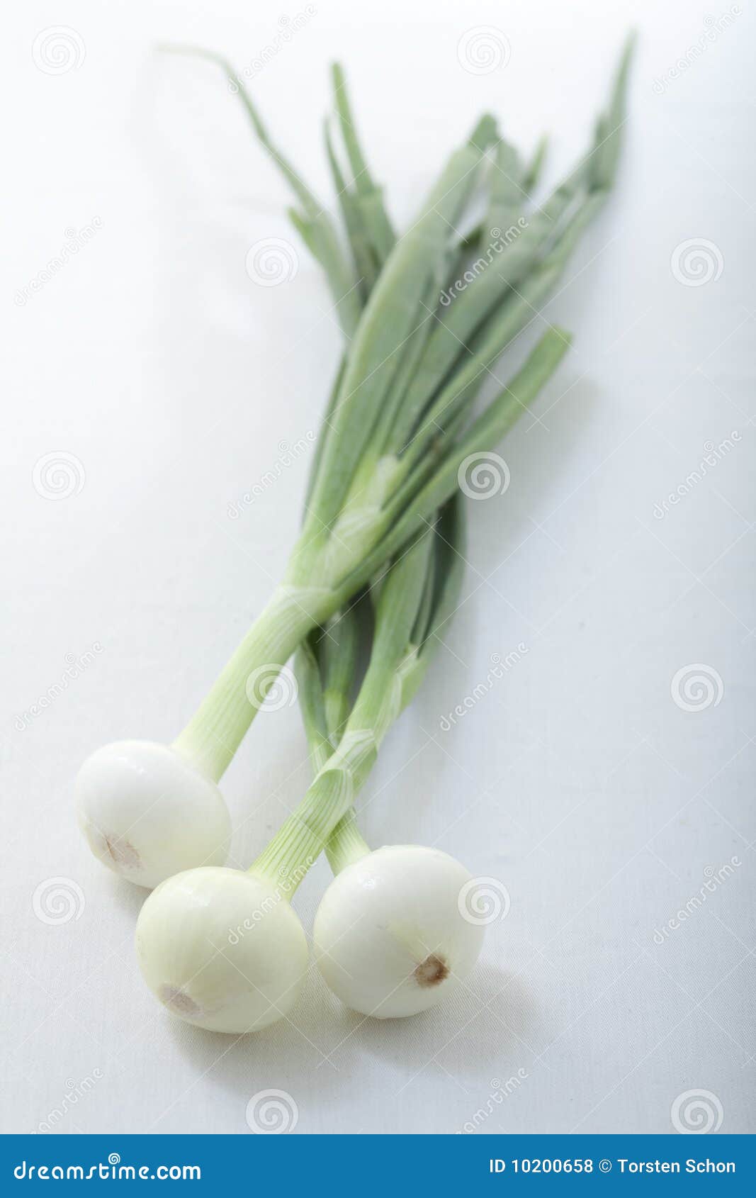 Bunch of spring onions stock photo. Image of welsh, uncooked - 10200658