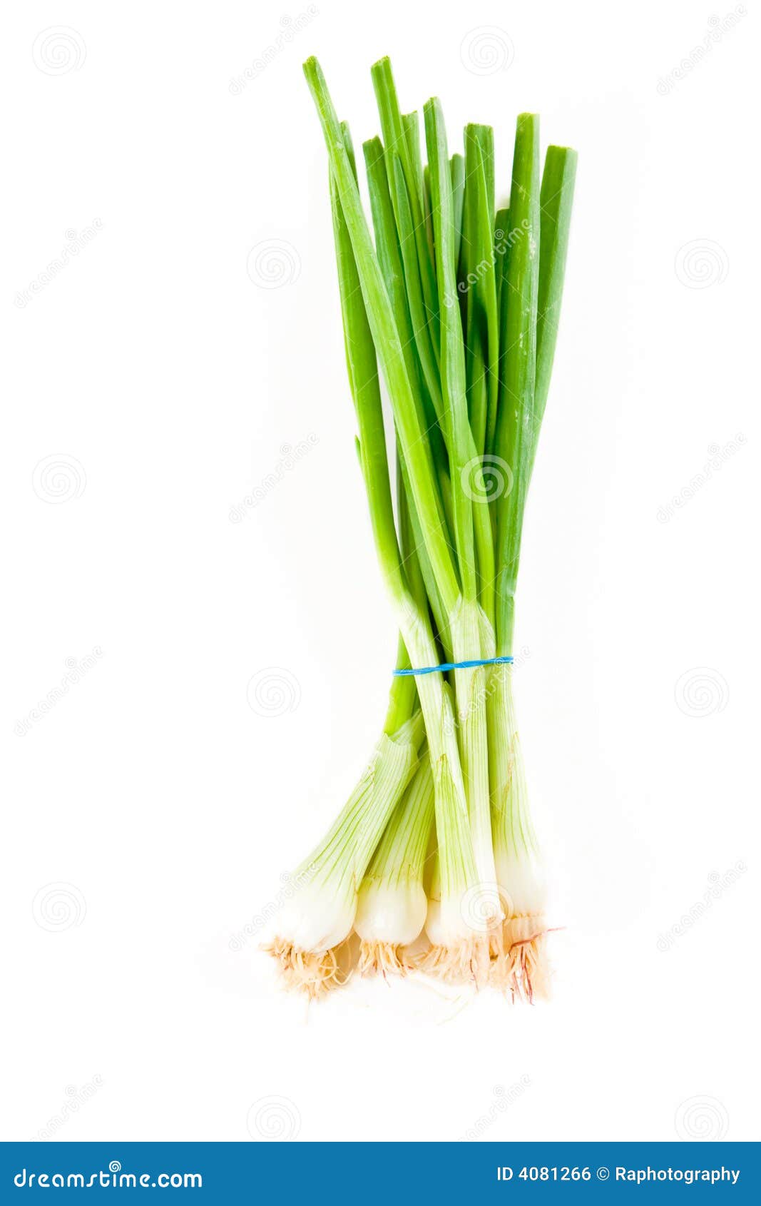 A bunch of spring onions stock photo. Image of cook, vegetarian - 4081266