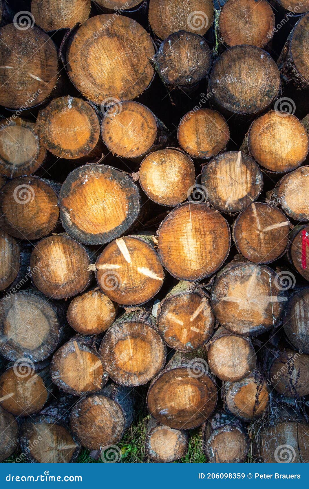 Bunch of Stacked Tree Trunks in the Forest Stock Image - Image of ...