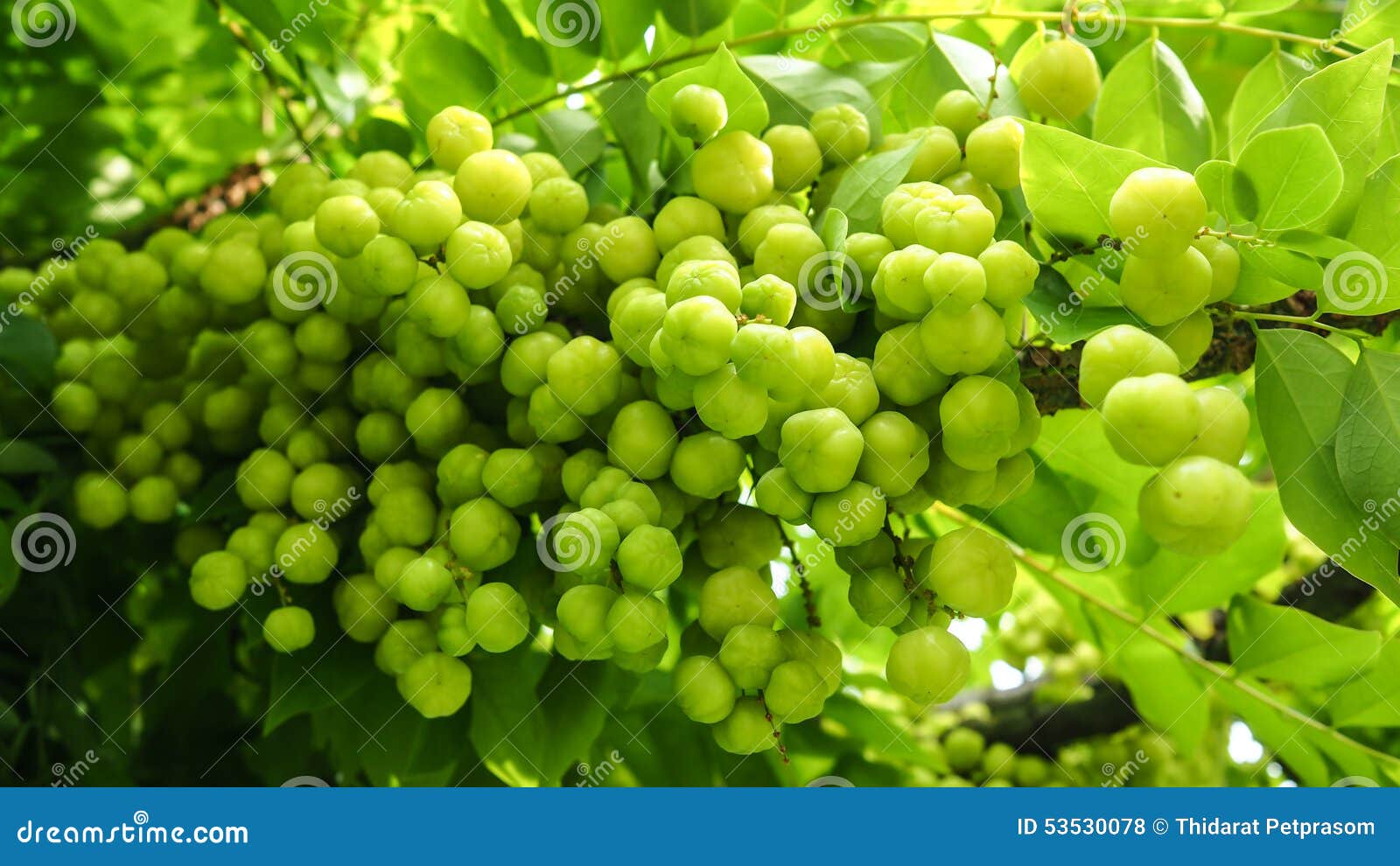 Bunch Gooseberry.Phyllanthus Acidus, Native Gooseberry Stock Photo ...