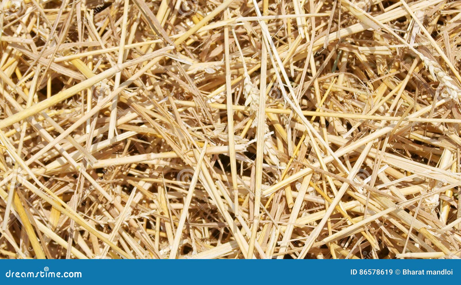 Bunch of Stick stock image. Image of stick, all289, bunch - 86578619