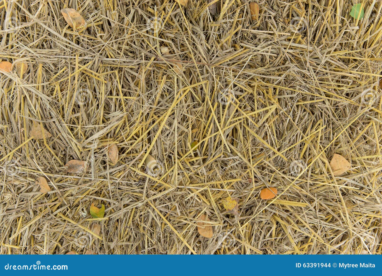 A Bunch of Straw on the Ground. Stock Photo - Image of grass, bundled ...