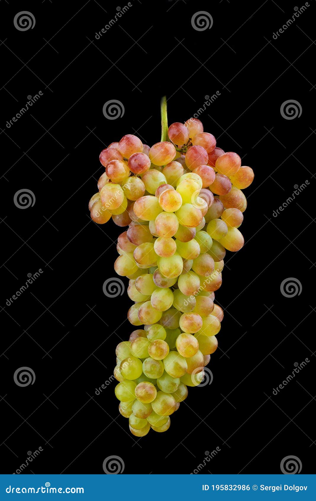 Red Sultana Grape Royalty-Free Stock Image | CartoonDealer.com #19180516