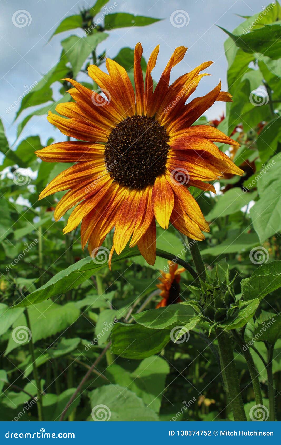 Group of Sunflowers stock photo. Image of agriculture - 138374752