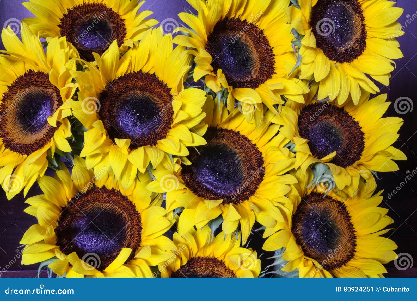 Bunch of sunflowers stock image. Image of together, sunflower - 80924251
