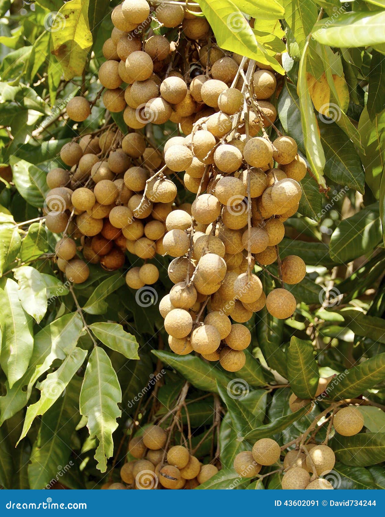 Bunch of Sweet Longan Fruit Stock Image - Image of peel, chinese: 43602091