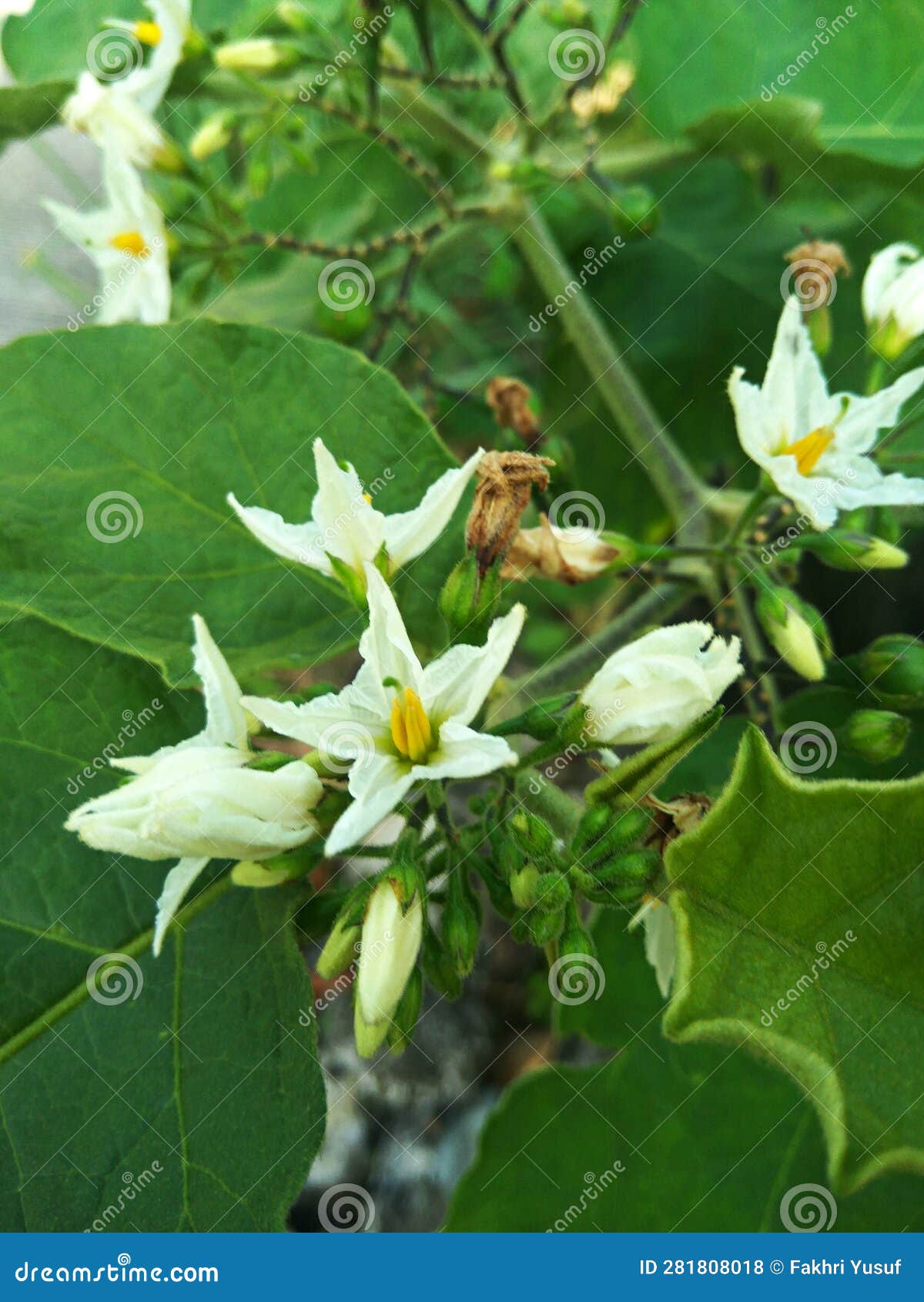 A bunch of takokak flowers stock photo. Image of branch - 281808018
