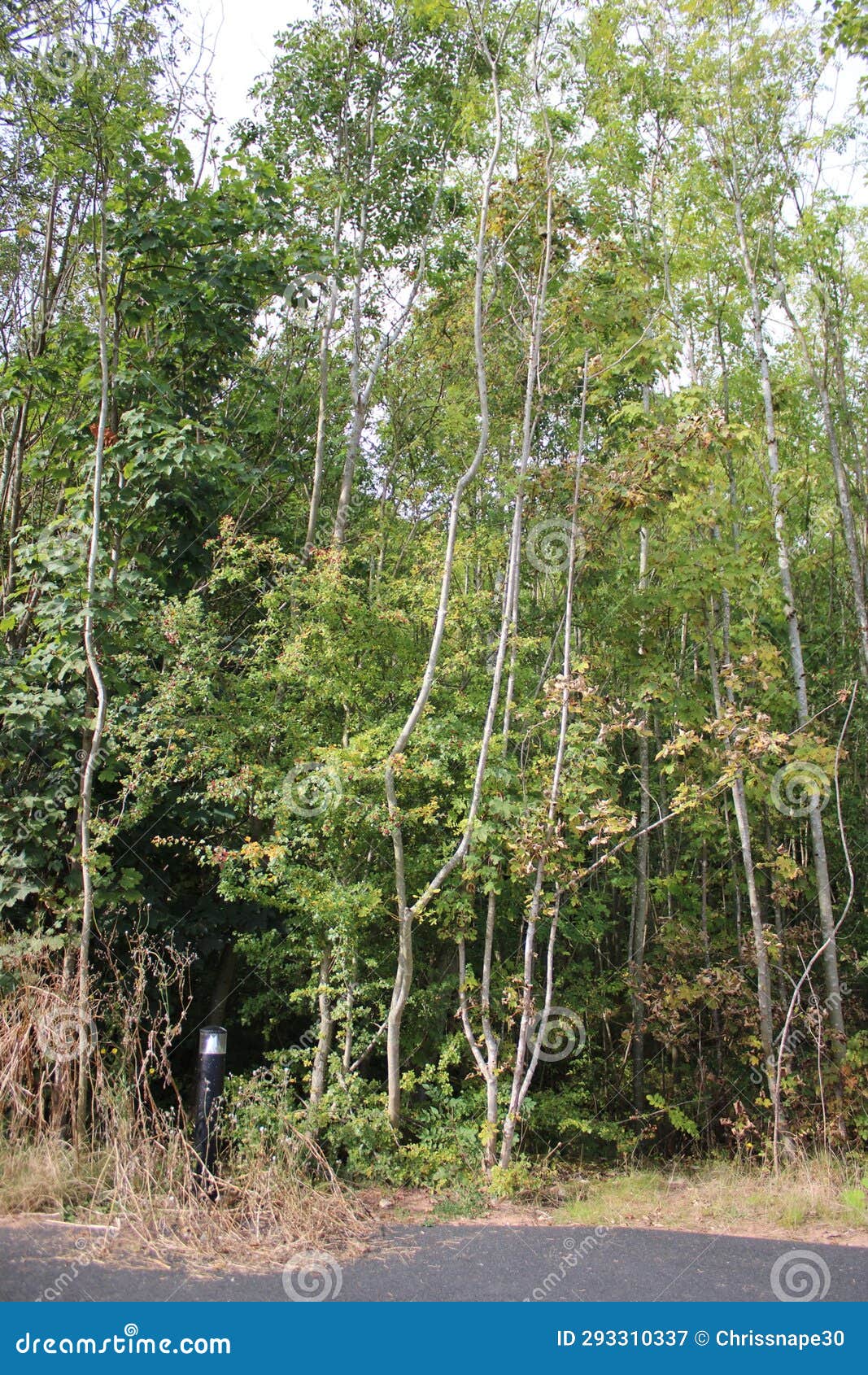 Bunch of Tall Thin Trees and Asphalt Pavement Stock Image - Image of ...