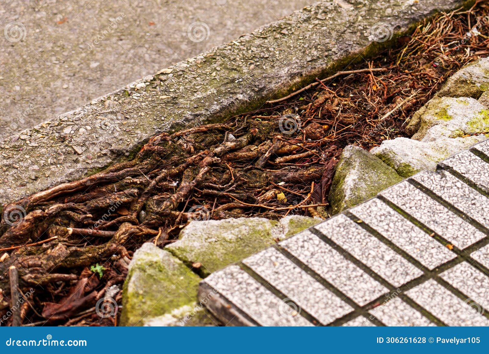 A Bunch of Tangled Tree Roots Grows between a Concrete Curb and ...