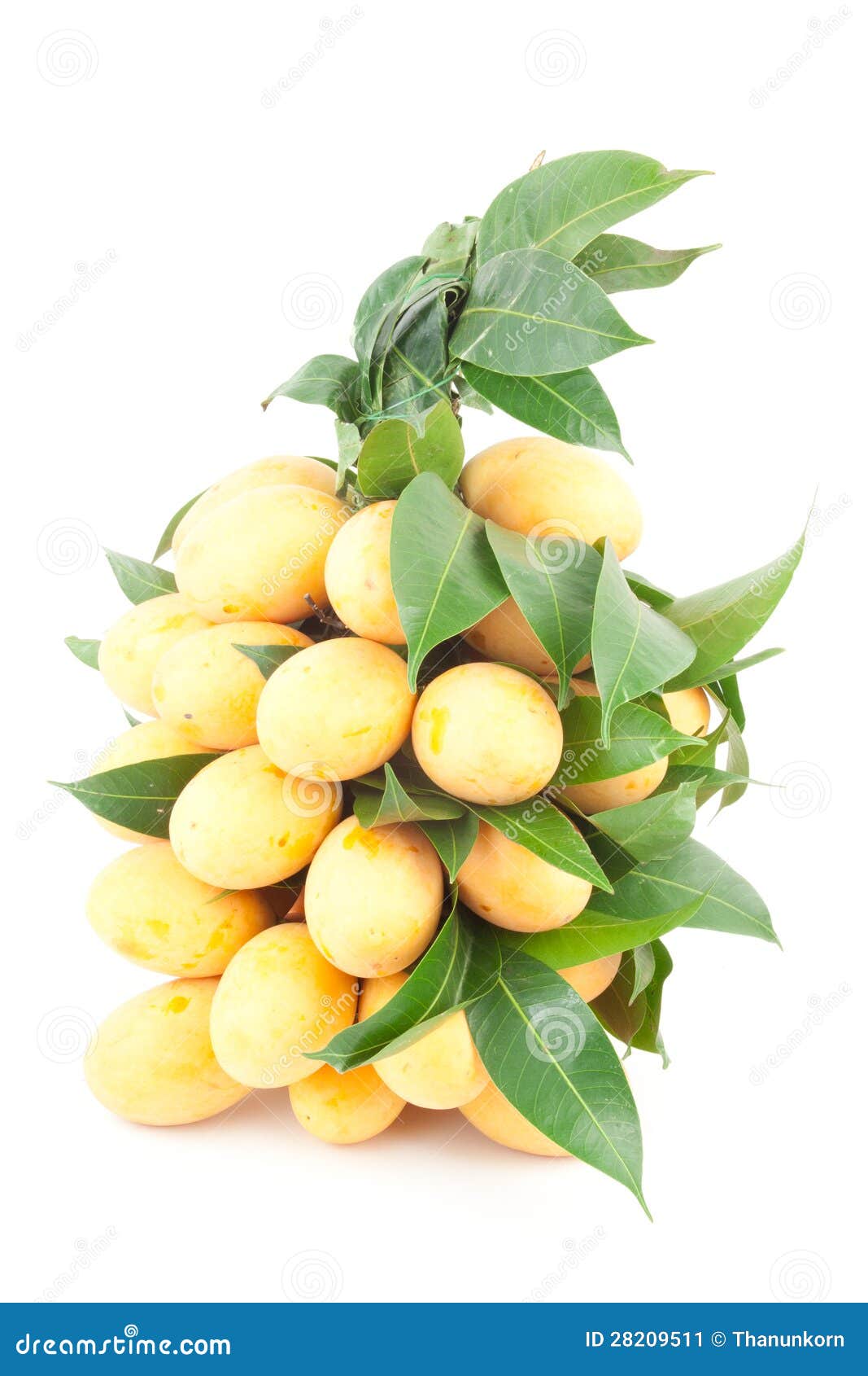 Bunch of Thai Tropical Fruit (Marian Plum) Stock Image - Image of food ...