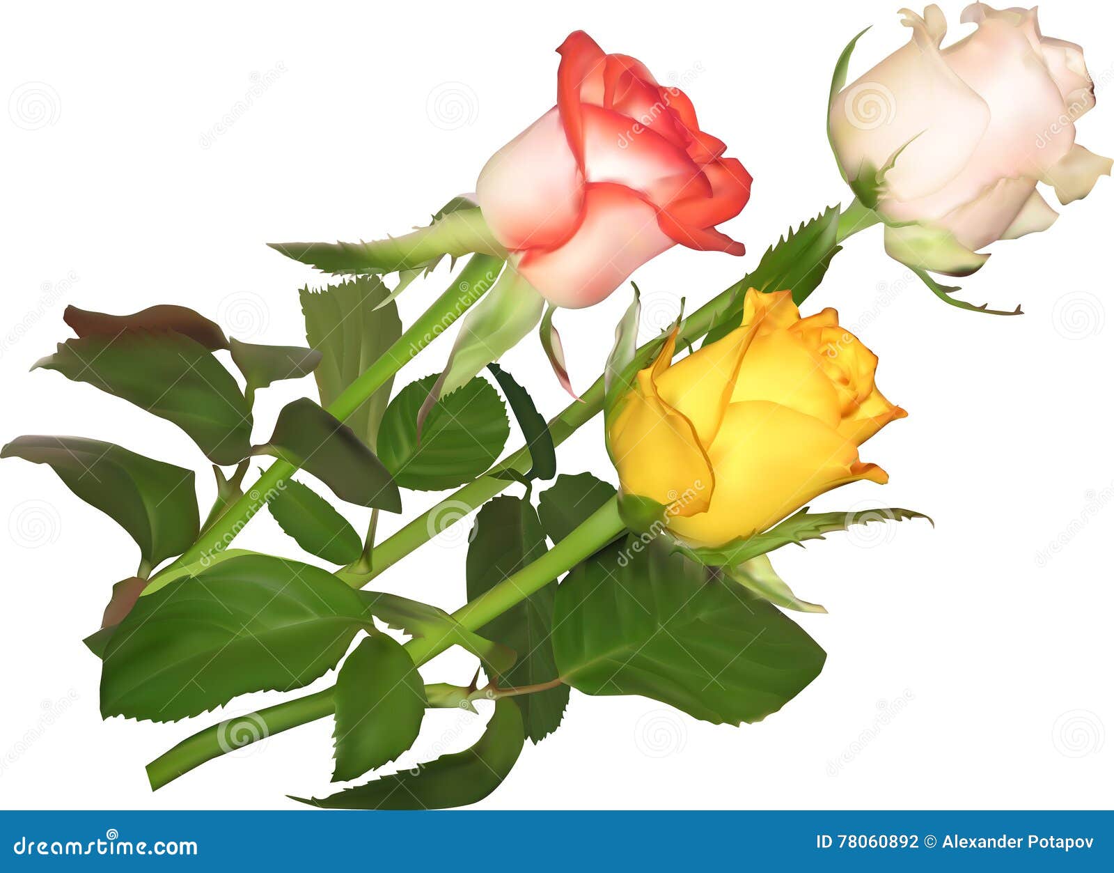Bunch of Three Color Roses Isolated on White Stock Vector ...