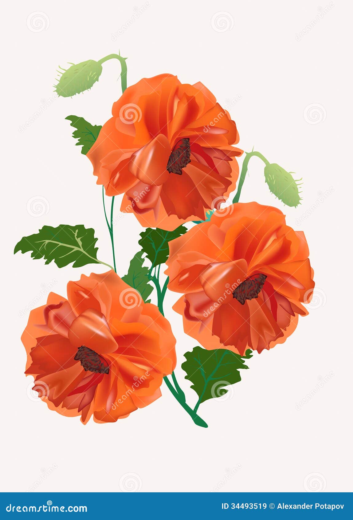 Bunch of Three Red Poppy Flowers Stock Vector - Illustration of summer ...