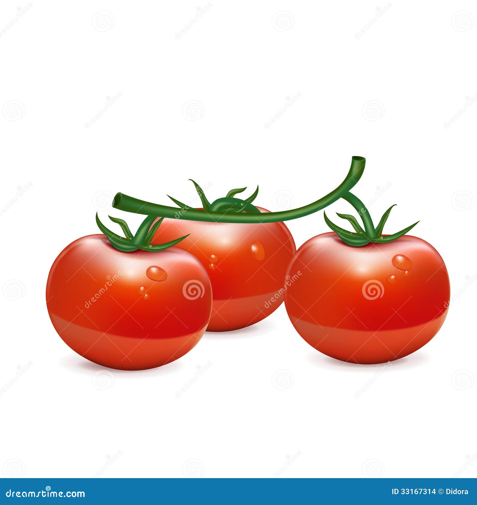 Bunch of Three Tomatoes Isolated Stock Vector - Illustration of shiny ...