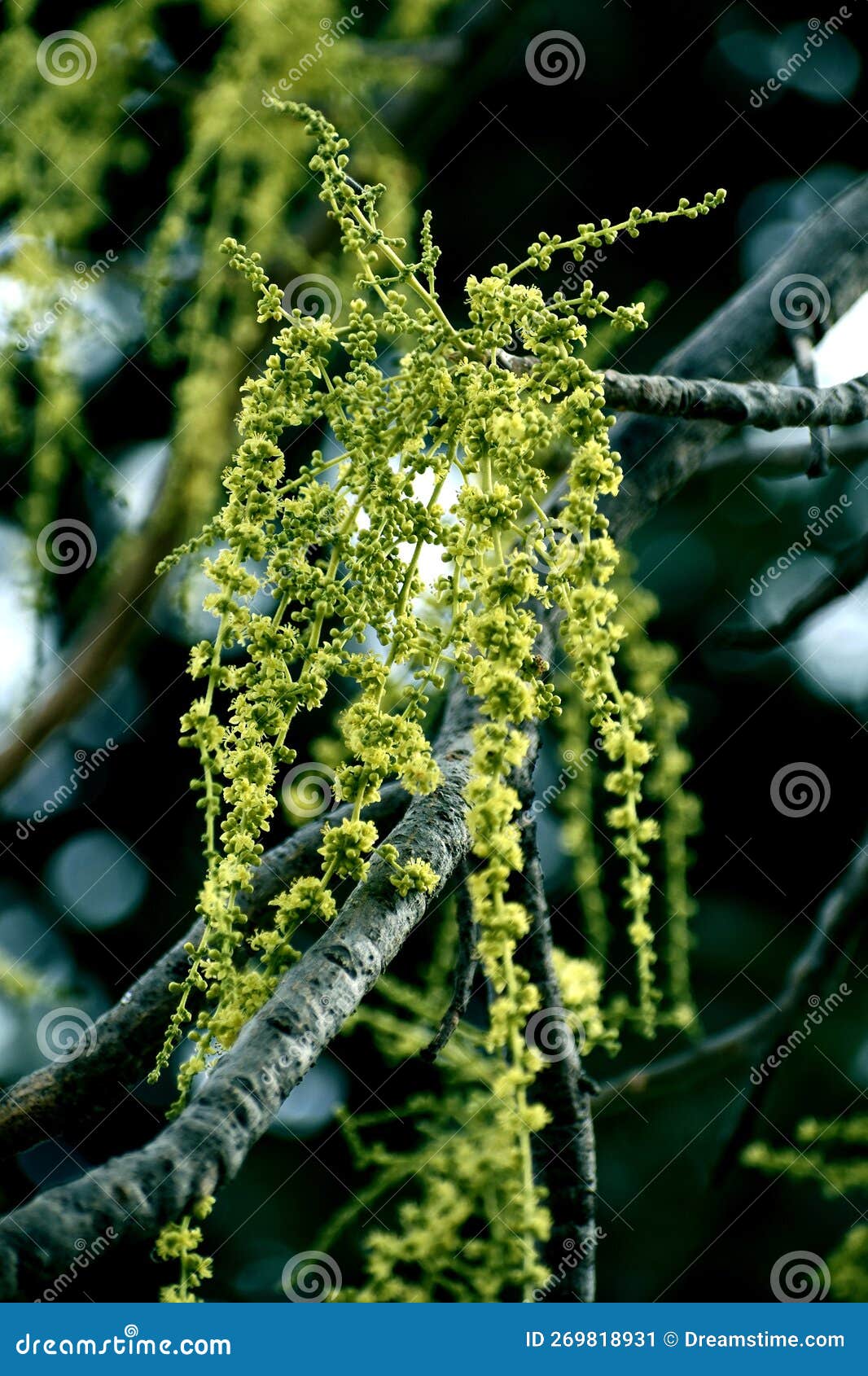 Tinni Flowers Stock Photos - Free & Royalty-Free Stock Photos from ...