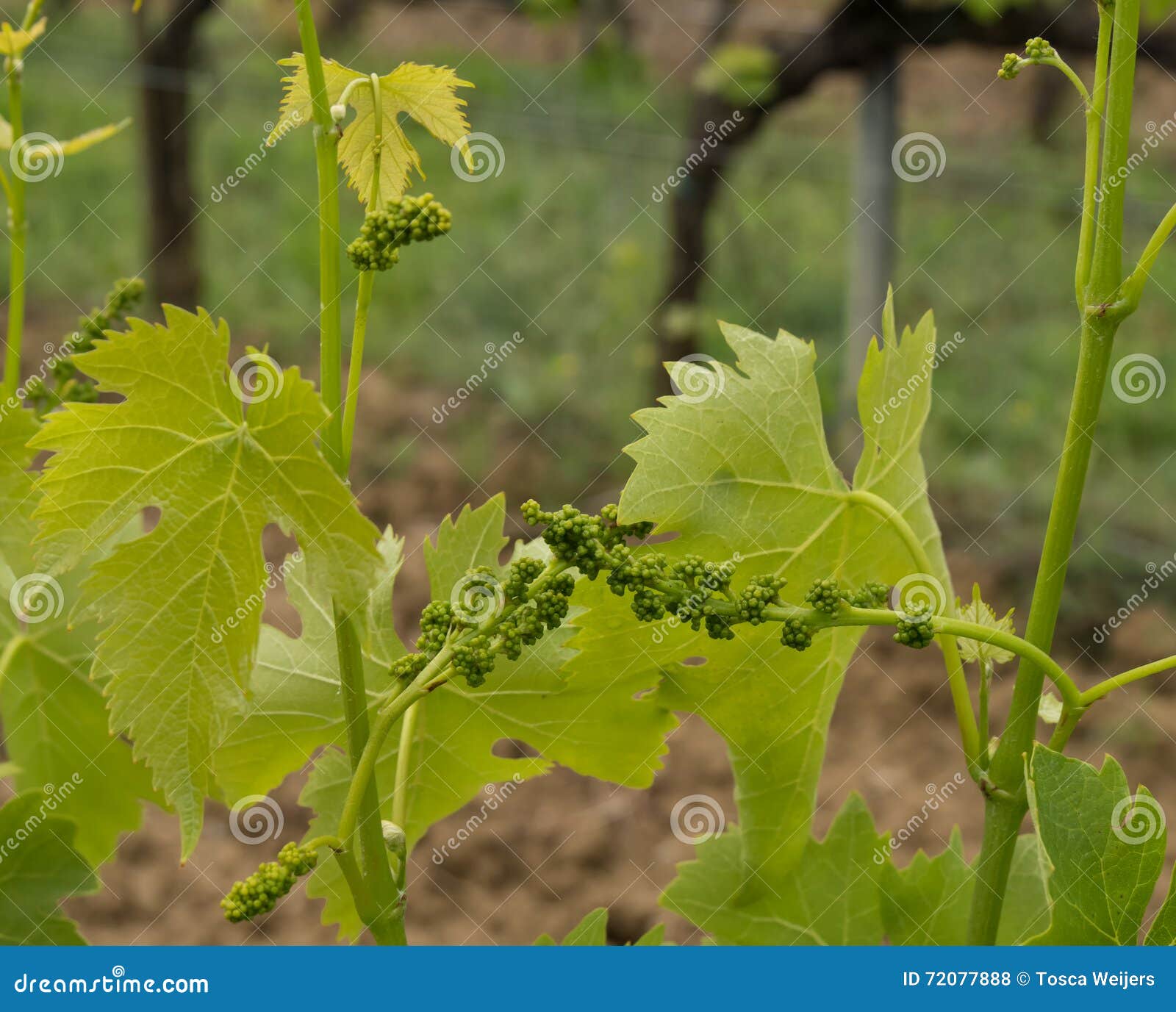 Bunch of tiny grapes stock photo. Image of rural, field - 72077888