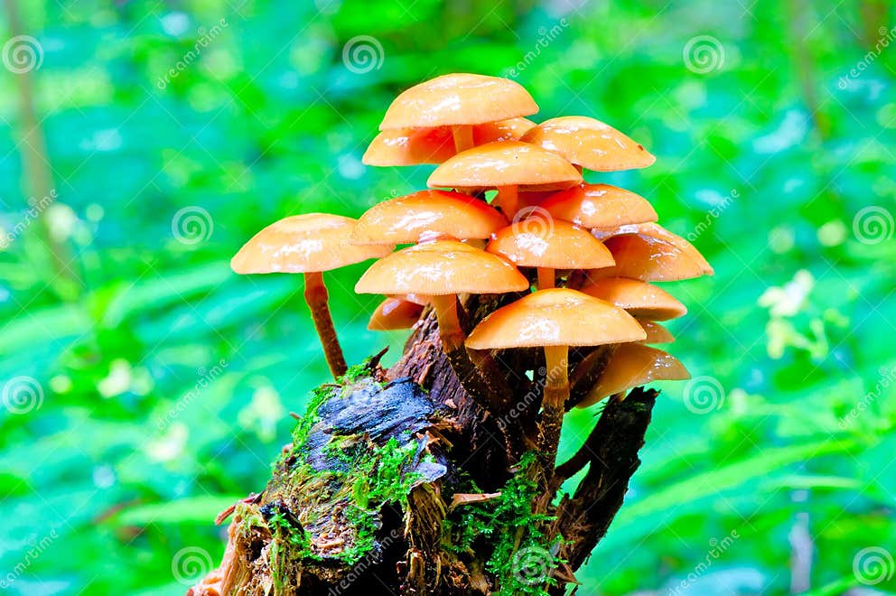 Bunch of Toadstools Growing on Stump in the Forest Stock Image - Image ...