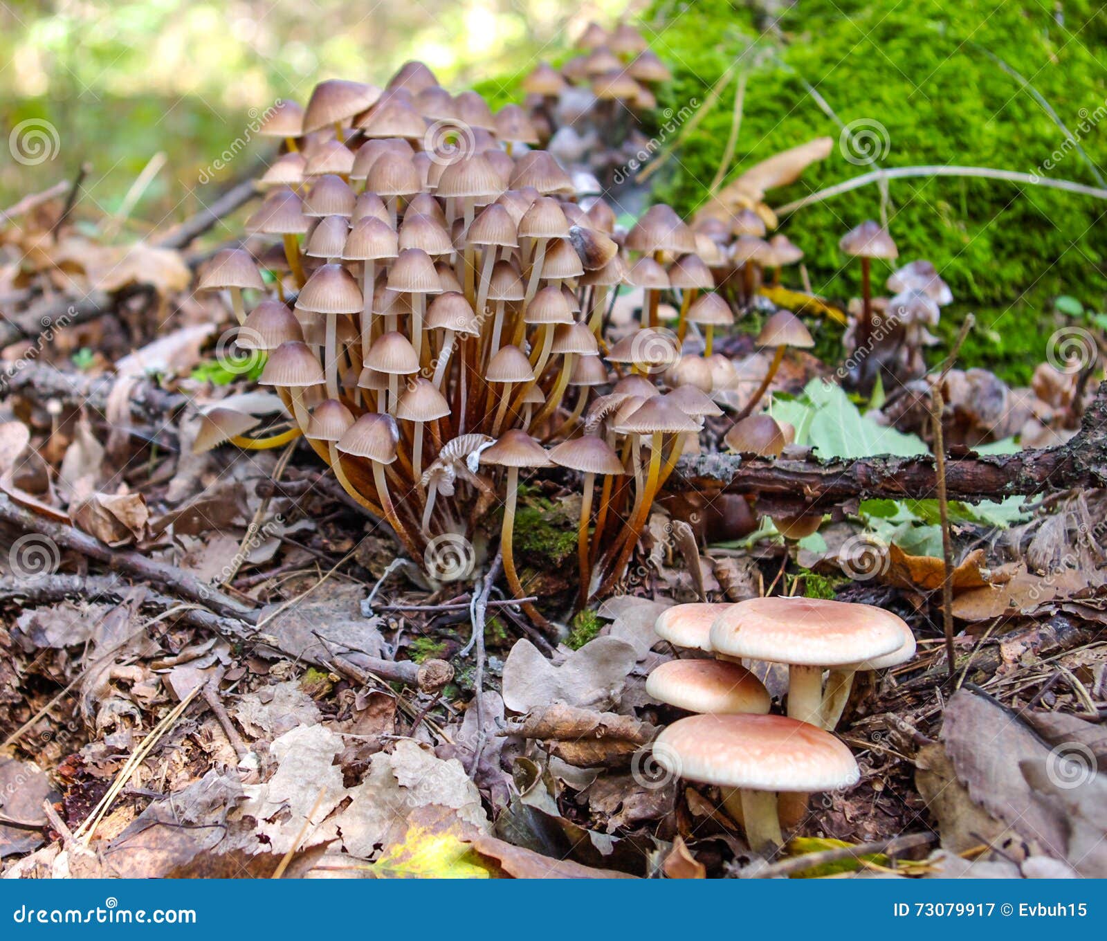 Bunch of toadstools. stock image. Image of green, mycelium - 73079917