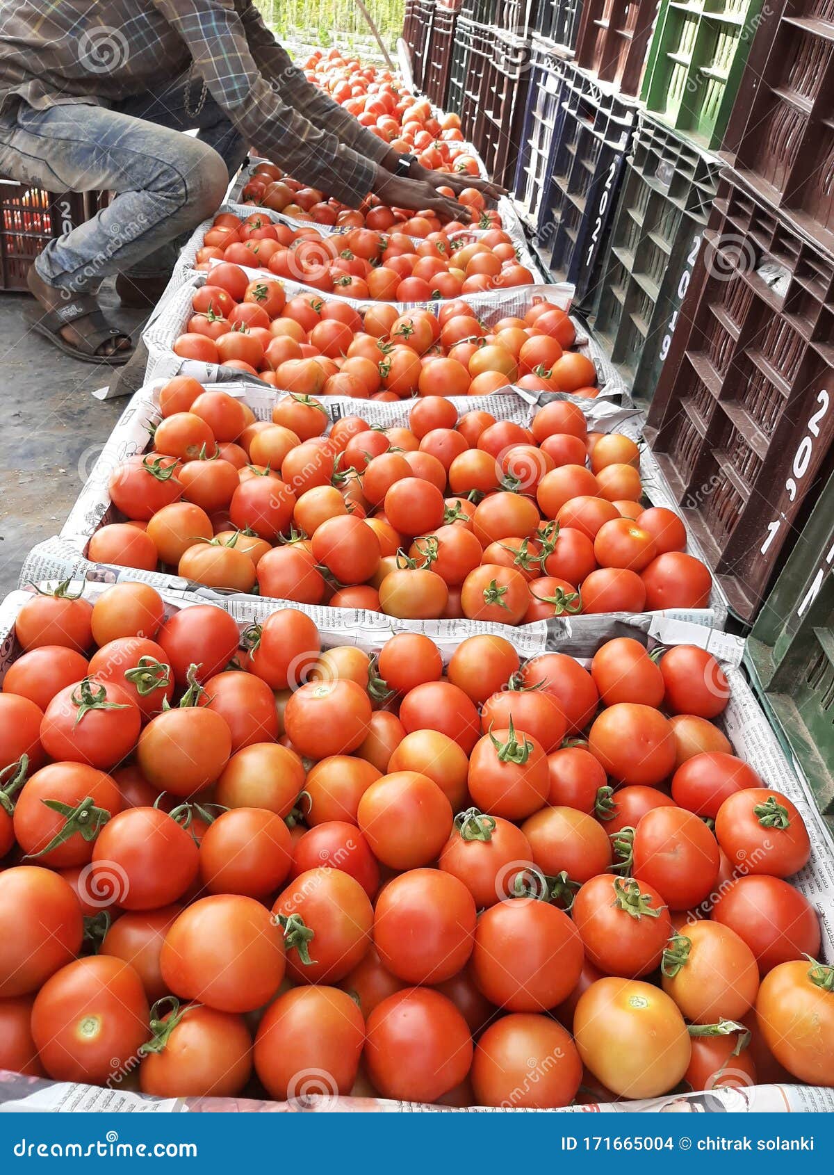 Bunch of tomato stock photo. Image of tomato, farmer - 171665004