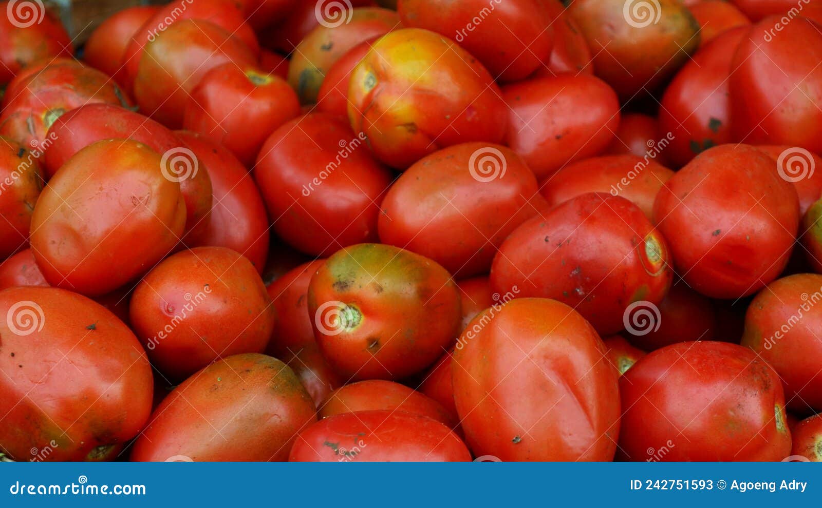 Bunch Tomato at Traditional Market Stock Image - Image of harvesting ...