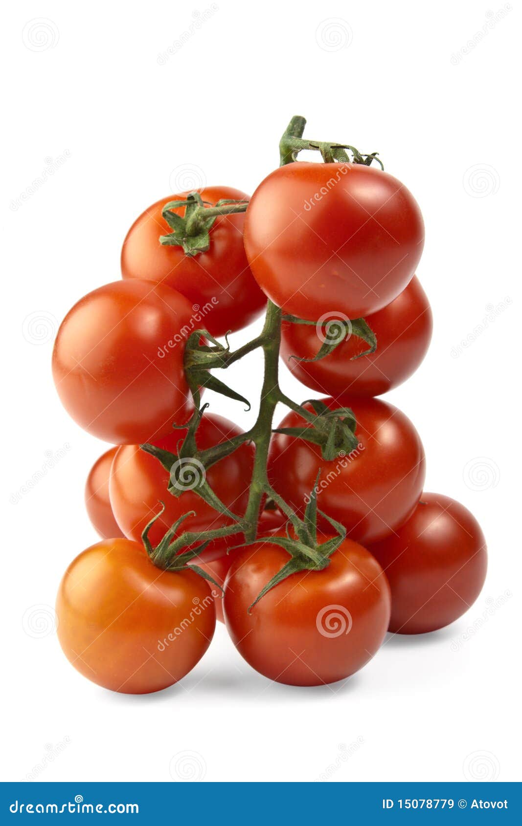 Bunch of tomatoes stock image. Image of tomato, small - 15078779