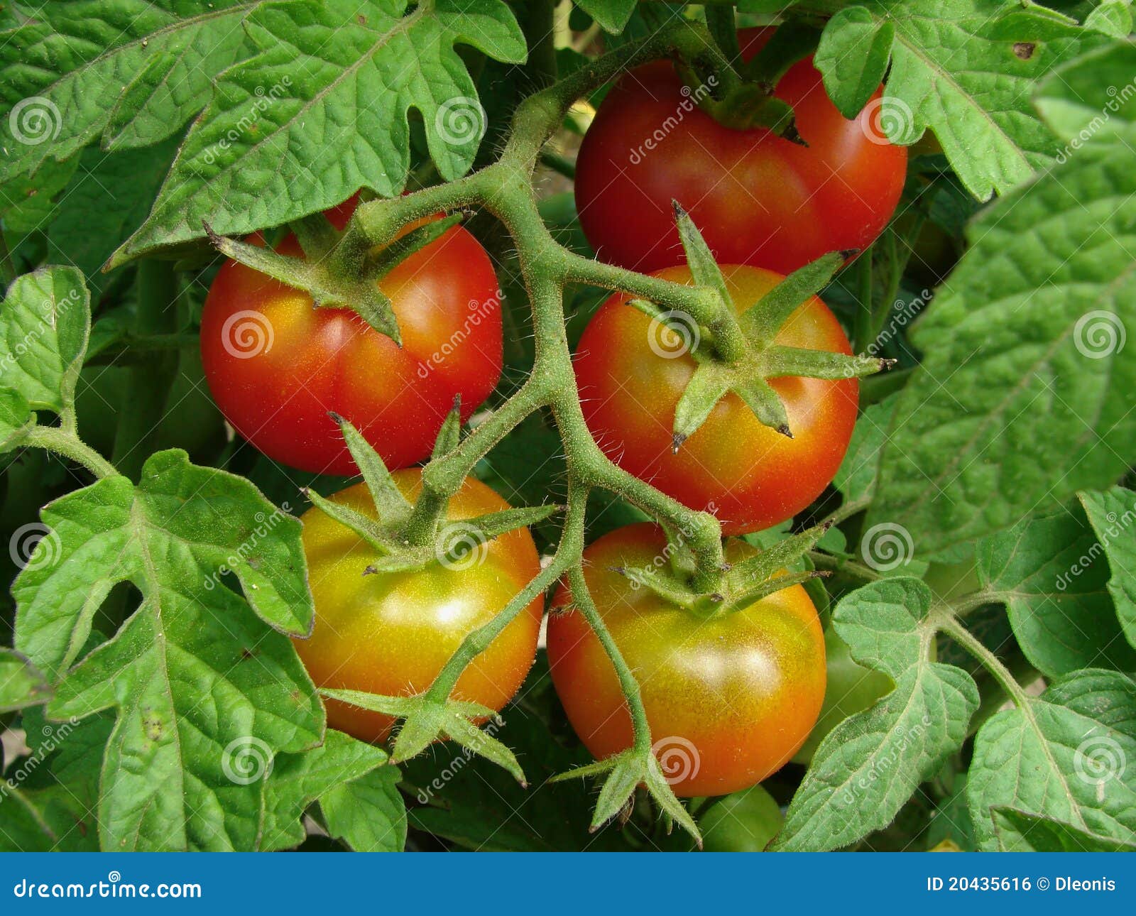 Bunch of tomatoes stock photo. Image of farming, stalk - 20435616