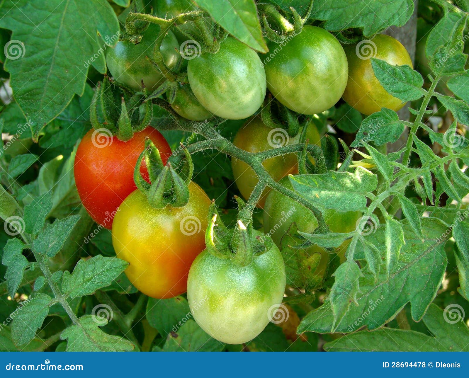 Bunch of tomatoes stock photo. Image of raise, growth - 28694478