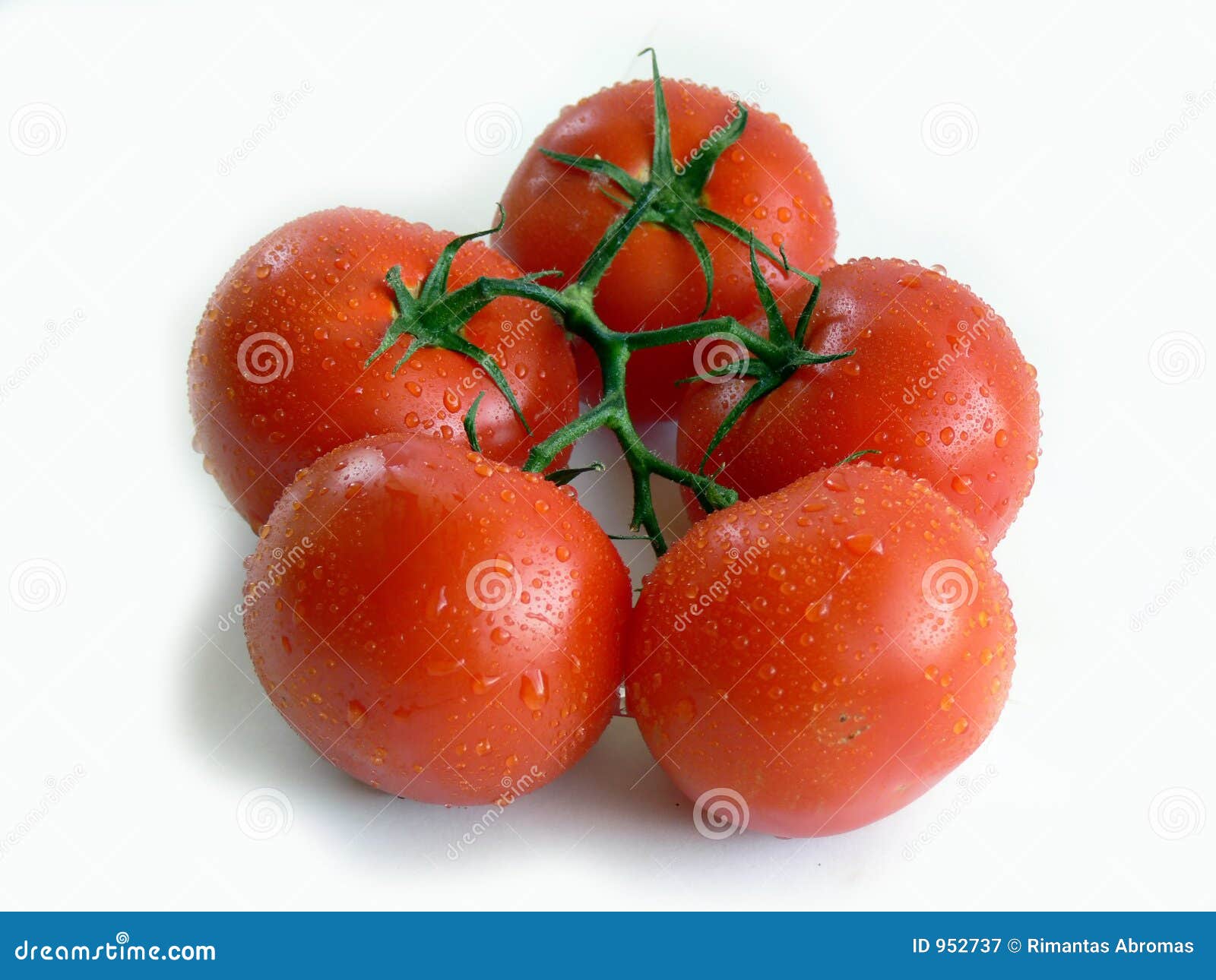 Bunch of tomatoes stock image. Image of white, bush, cherry - 952737