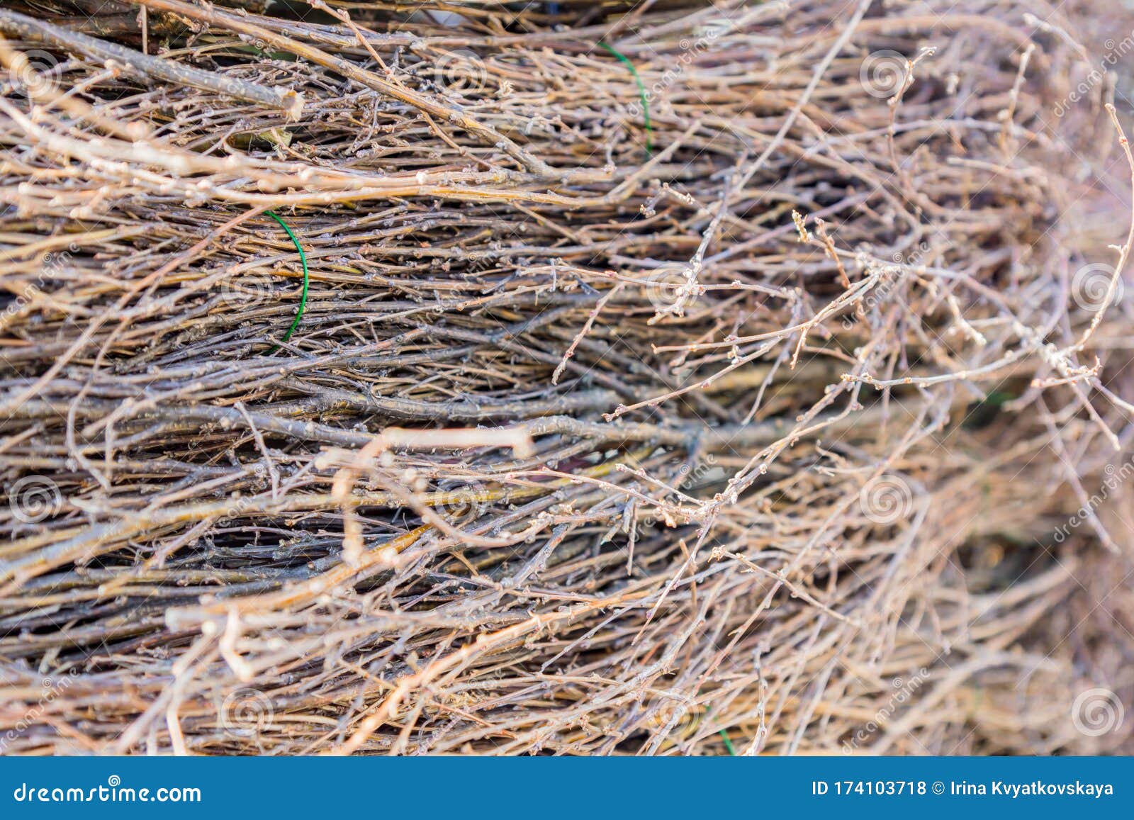 Bunch of Tree Branches Background Stock Photo - Image of botany ...