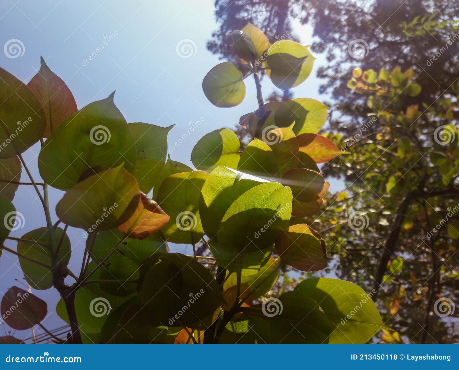 Bunch of Tree Leaf in a Branch Blue Sky Background Stock Photo - Image ...