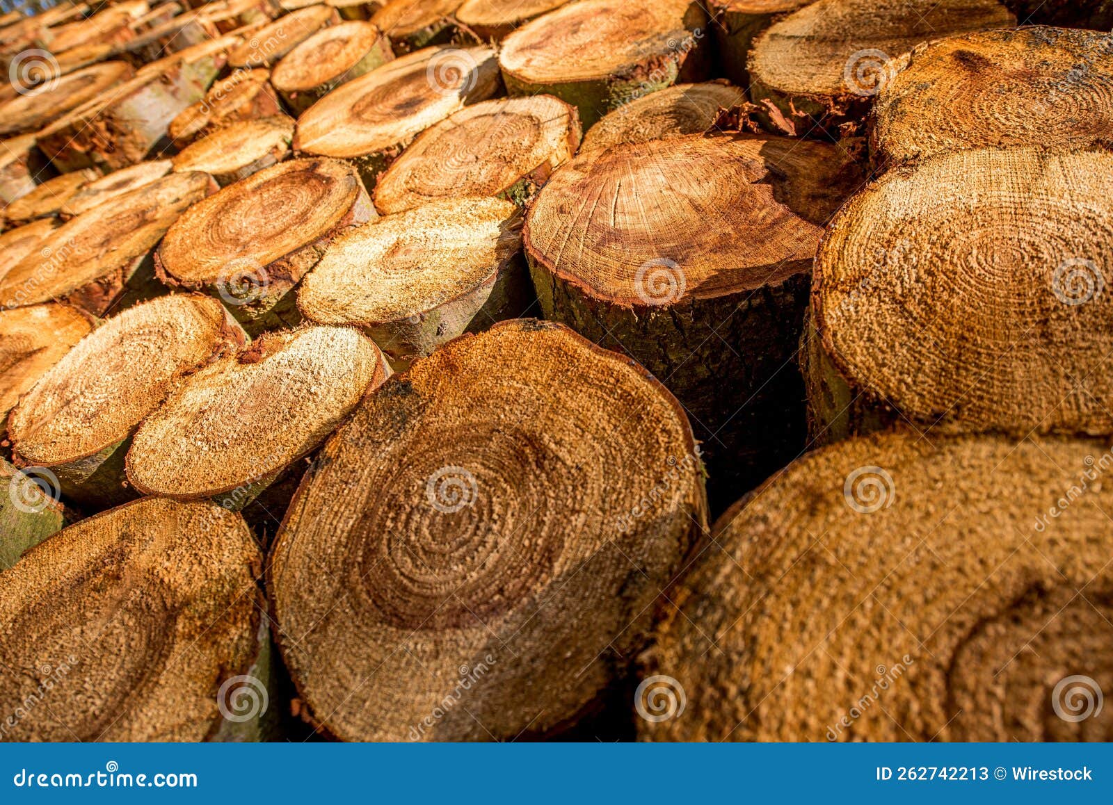 Bunch of the Tree Trunks Cut, with Circle Rings in Cross Sections, on a ...