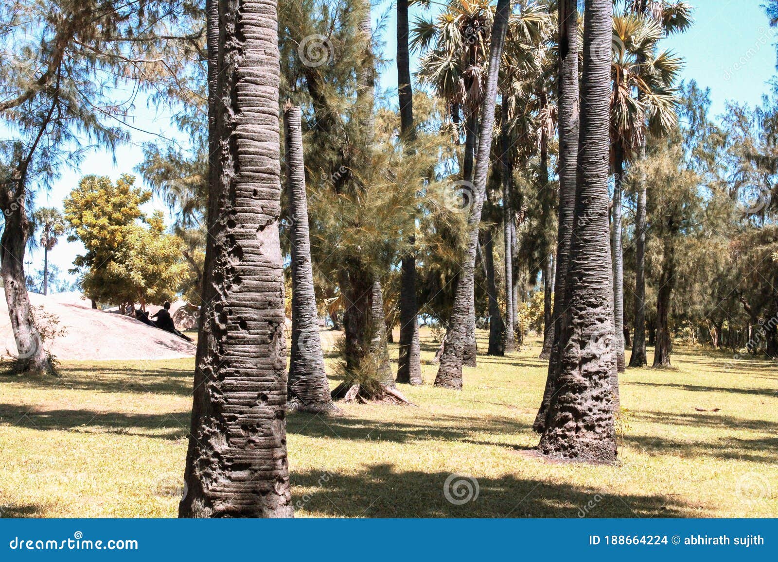Bunch of trees stock photo. Image of grove, branch, bunch - 188664224