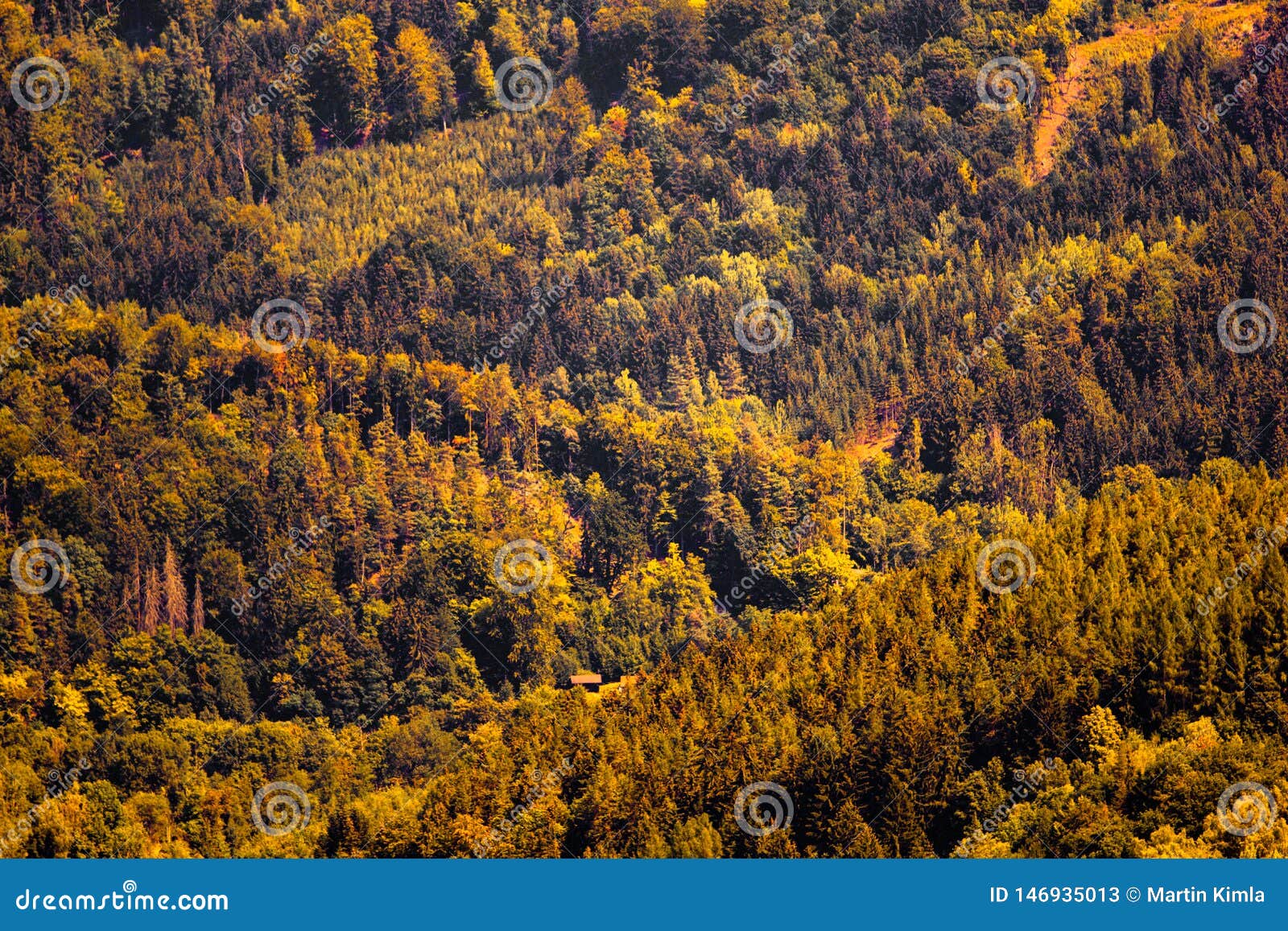 Bunch of Trees in Autumn Colors Stock Image - Image of shot, orange ...