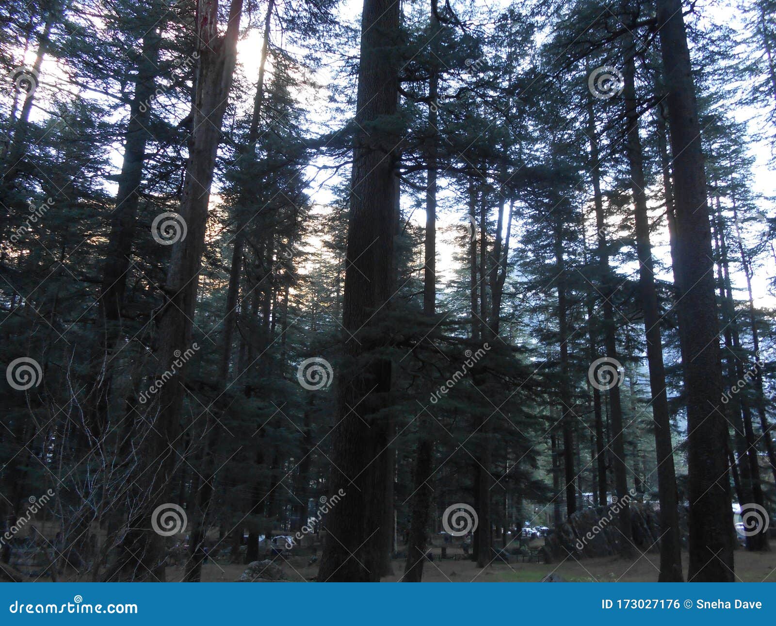 Bunch of Trees in a Dense Forest Stock Photo - Image of tall, india ...