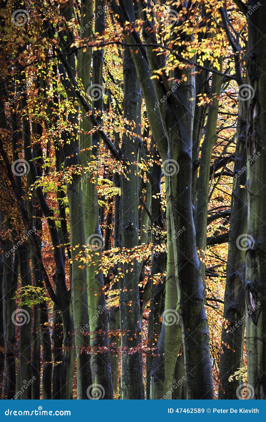 Bunch of trees stock image. Image of season, green, landscape - 47462589